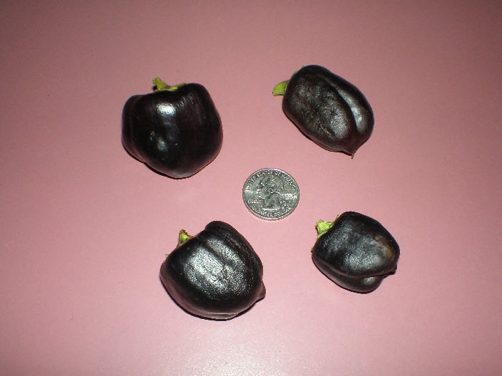 Mini Mees – Everything Is Homemade