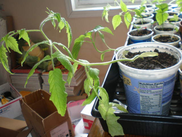 My Seedlings Are Falling! – Everything Is Homemade